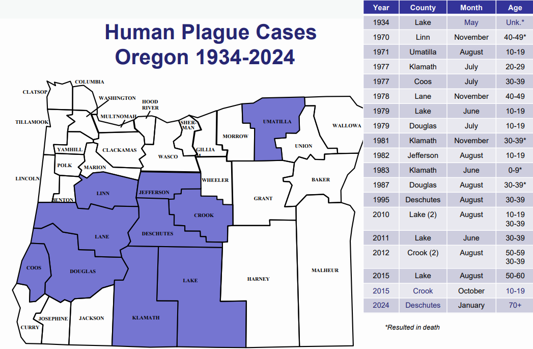 Oregon plague case transmitted by a cat sparks federal alert | The Lund ...